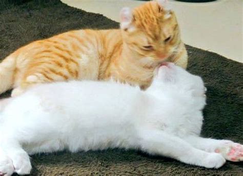 猫一年发几次情每次多久猫咪