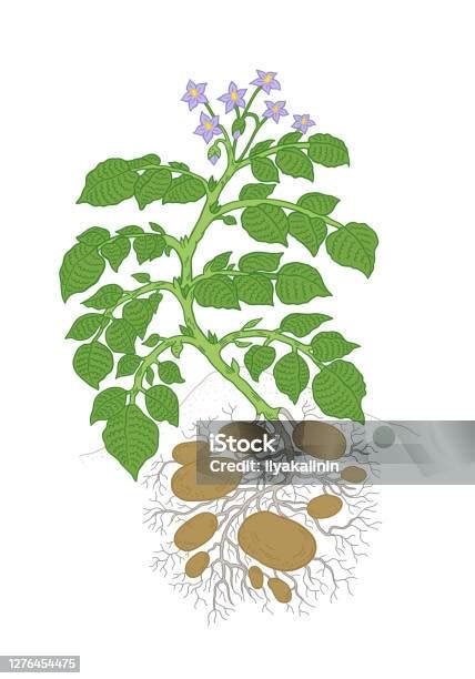 감자 식물 성장 스푸드 수확 괴관 감자 성장 토양에서 벡터 농업 일러스트레이션 가을에 대한 스톡 벡터 아트 및 기타 이미지