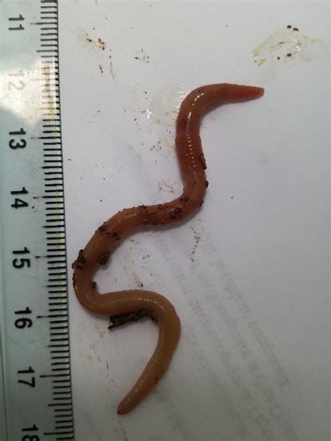 Earthworm Species Identification Researchgate
