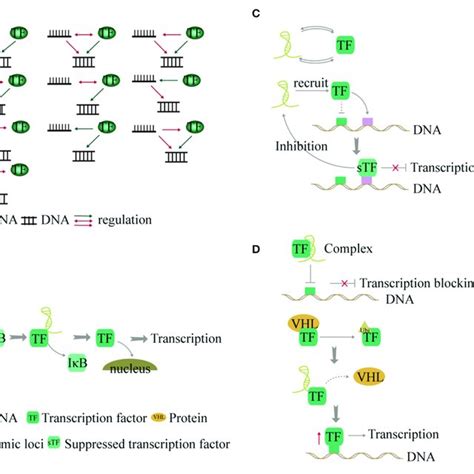 Interaction Between Chromatin Remodeling And Transcription Factors Download Scientific