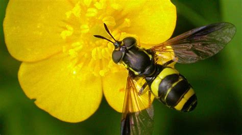 Bug Splat Survey Shows ‘potentially Catastrophic Declines In Insect