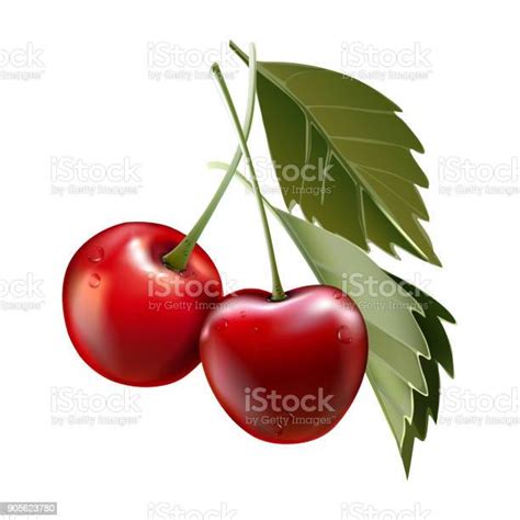 붉은 벚꽃 2 익은 열매 줄기와 함께 현실적인 벡터 일러스트입니다 3 차원 벡터입니다 0명에 대한 스톡 벡터 아트 및 기타 이미지 Istock