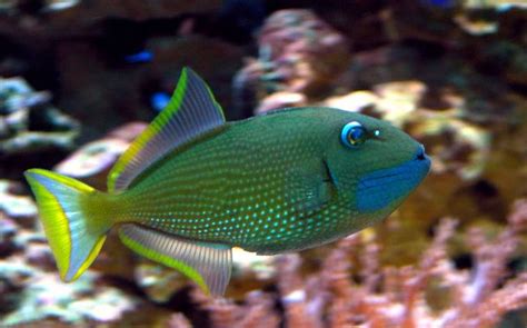 My Love With Trigger Fishshare Your Love With Trigger Fish