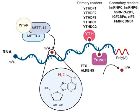 From A To M6a The Emerging Viral Epitranscriptome
