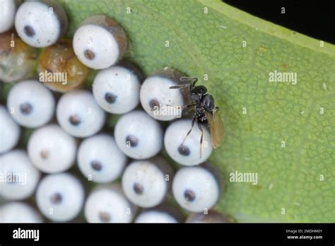 An Adult Green Vegetable Bug Egg Parasitoid Trissolcus Sp Hymenoptera