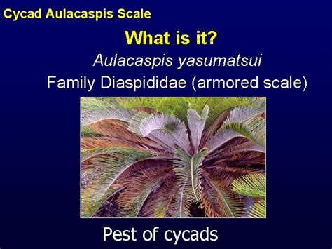 Cycad Aulacaspis Scale What Is It Aulacaspis Yasumatsui