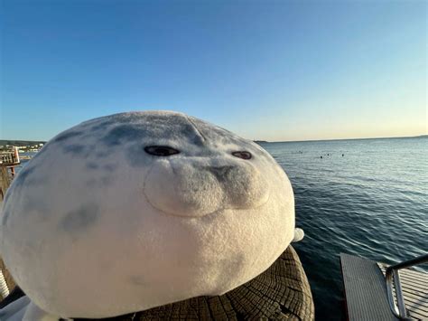 Seal в 2025 г Смешные фотографии животных Животные Забавные зверюшки