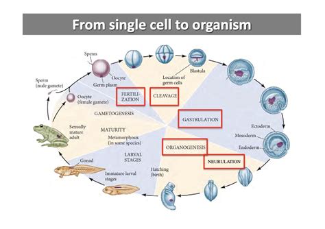 Biomg 1350 Lecture 13 Review Diagram Quizlet