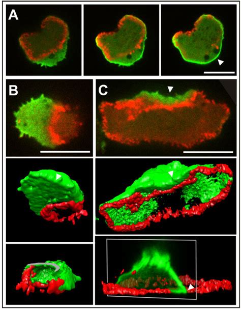 Three Dimensional Distribution Of PTEN Green In Relation To Actin Download Scientific Diagram