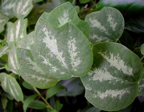 Variegated Passiflora Membranacea