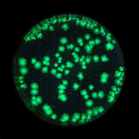 Crispr Biotech Engineering On Linkedin Escherichia Coli Bacteria Genetically Modified With