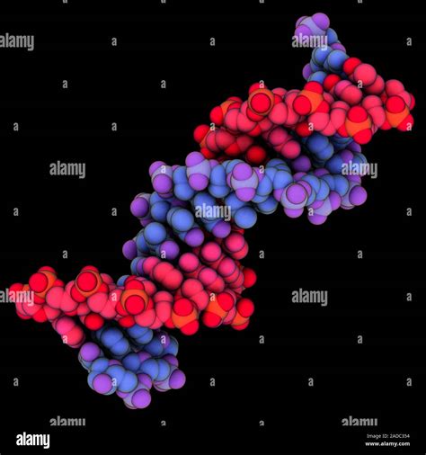 B Dna B Deoxyribonucleic Acid Molecule Computer Model Showing The