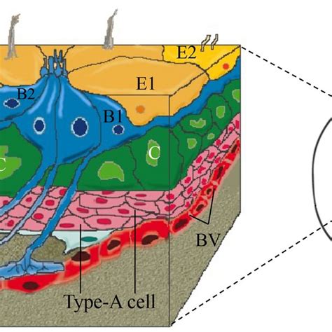 Three Dimensional Representation Of The Ventricular Subventricular Zone