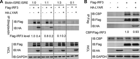 Lyar Impedes Irf3 Binding Onto Isre A The Effect Of Lyar On Irf3 Download Scientific Diagram