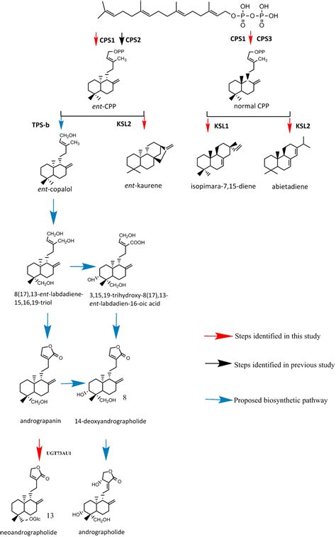 The Medicinal Plant Andrographis Paniculata Genome Provides Insight Into Biosynthesis Of The