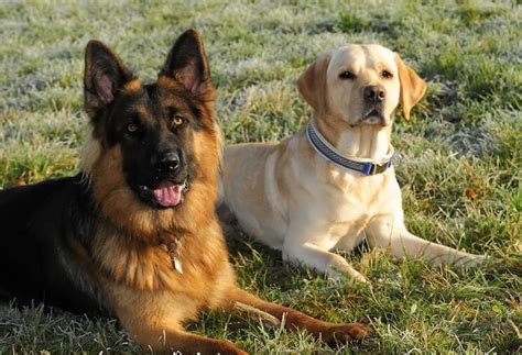 German Shepherd Lab Mix Facts Origin Traits And How To Raise It