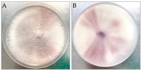 Characterisation Of Fusarium Oxysporum F Sp Radicis Lycopersici In