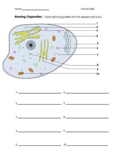 The Cell Organelles And Their Functions Color By Number Activity