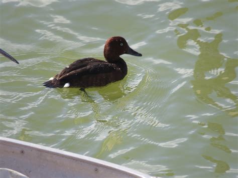 キンクロハジロのメスでしょうか 日本の野鳥識別図鑑