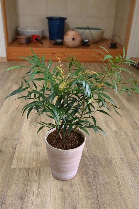 Amazon co jp マホニアコンフューサ 鉢植え 常緑樹 細葉ヒイラギナンテン コンフューサ DIY工具ガーデン