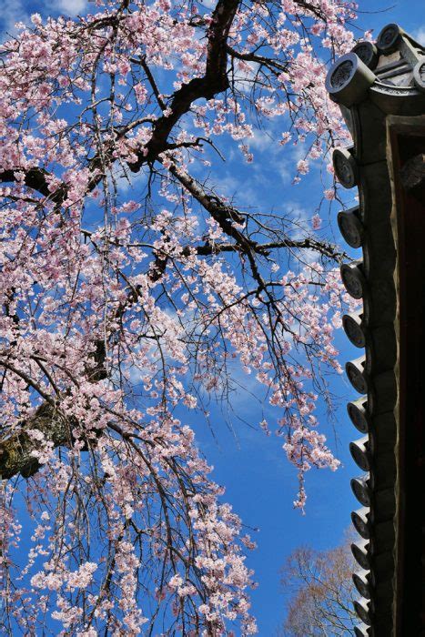 2024春醍醐寺の桜の開花状況は見どころやイベント情報も 禅京園