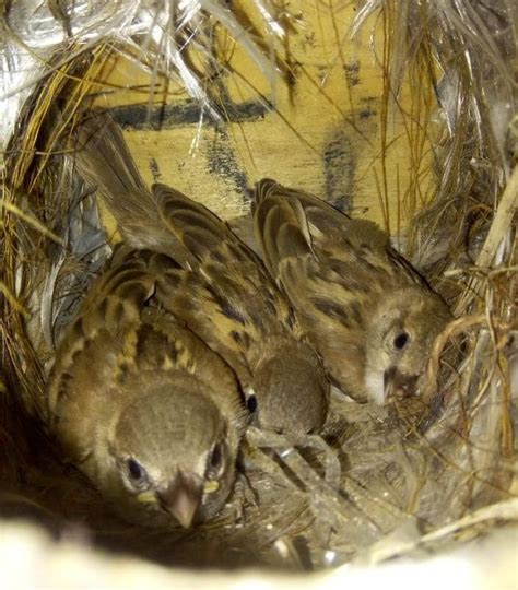 Sparrow Conservation Koodugal Nest