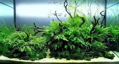 Creating The Perfect Java Fern Aquascape A Step By Step Guide Yefdw