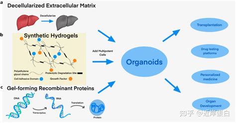 【答疑解惑】类器官培养50问 实际操作篇 知乎