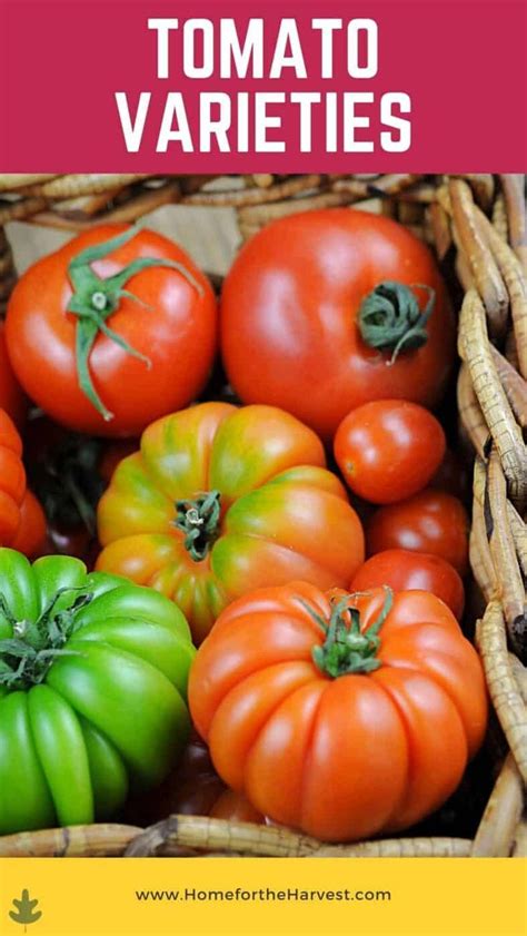 50 Most Popular Tomato Varieties And Rare Cultivars