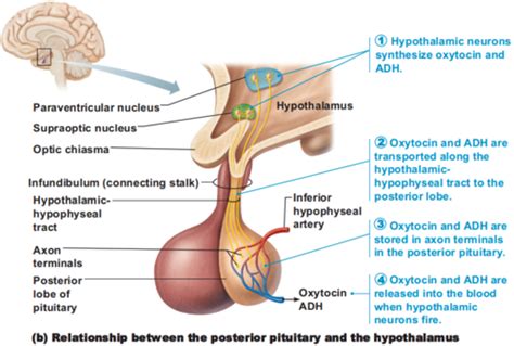 Endocrine Patho Flashcards Quizlet