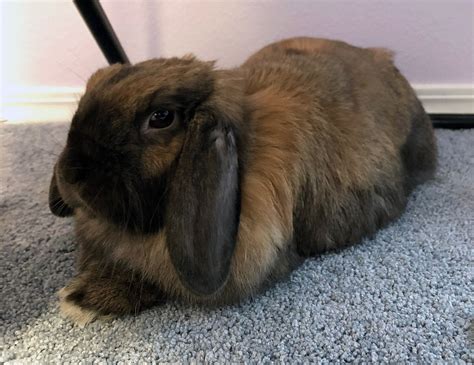 Fileholland Lop Resting Wikimedia Commons