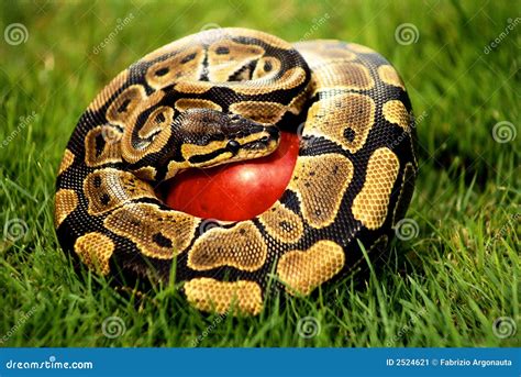 Serpent On Apple Stock Image Image Of Meadow Python 2524621
