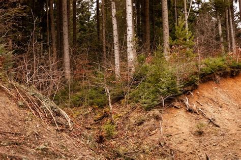 Premium Photo Coniferous Forest Tree Roots Appear From The Ground