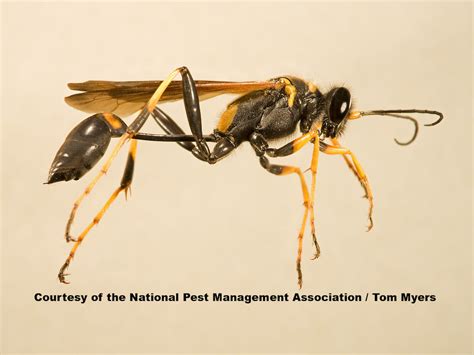 Get Rid Of Mud Daubers Do Mud Daubers Sting And Other Info