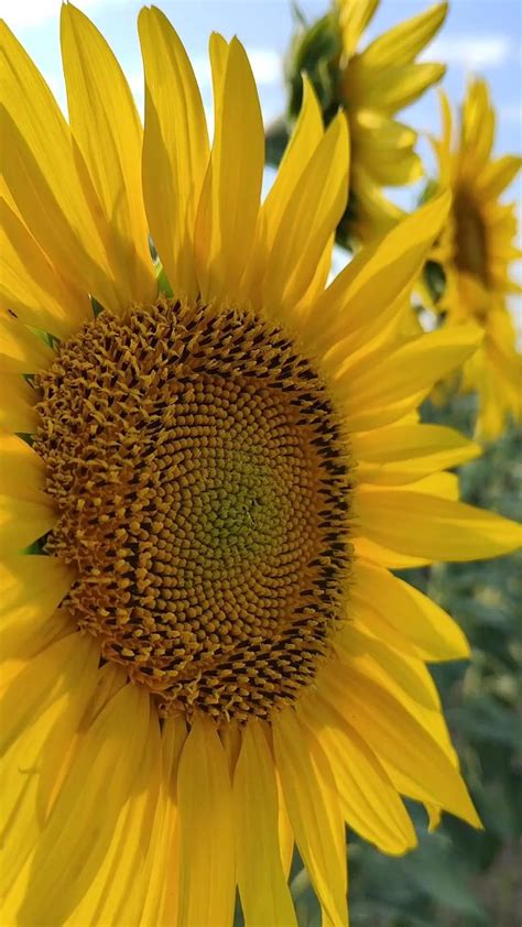 Summer Sunflowers Artofit