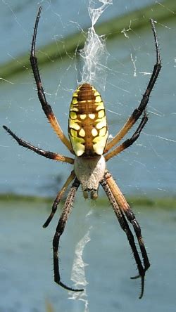 Golden Orb Weaver Spider Poisonous