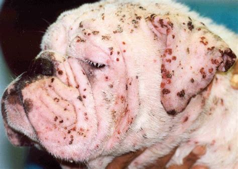 Pustular Dermatitis Dogs