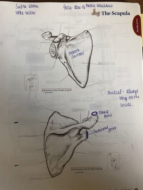 1 Scapula Diagram Quizlet