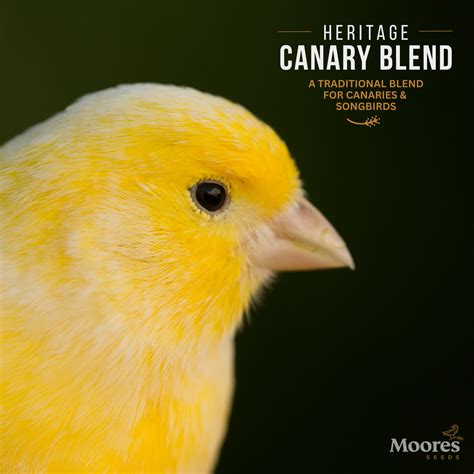 Heritage Singing Canary Mixture Moores Seeds