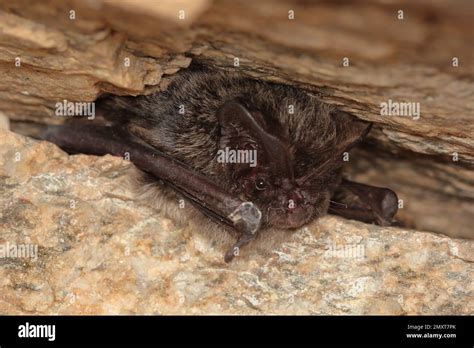 The Western Barbastelle Barbastelle Or Barbastelle Bat Barbastella Barbastellus Hibernating