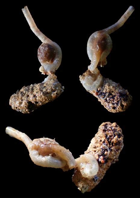 Worm Shell 3928876
