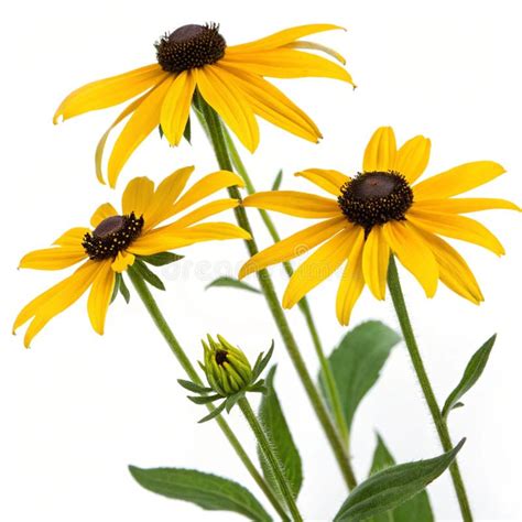 Black Eyed Susan Flowers On White Background Stock Illustration