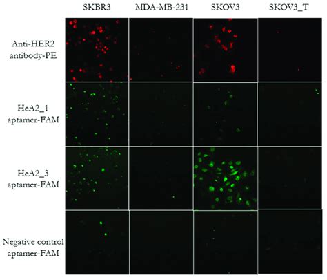 Fluorescence Microscopy Analysis Of The Aptamer Binding Specificity And Download Scientific
