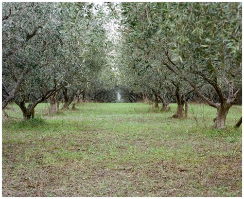 Olive Tree Farm Etsy