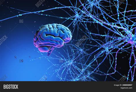 3d Brain Png Images 3d Brain Png Images Cdke