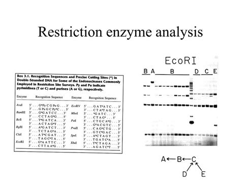 PPT Restriction Enzyme Analysis PowerPoint Presentation Free Download ID 5765889