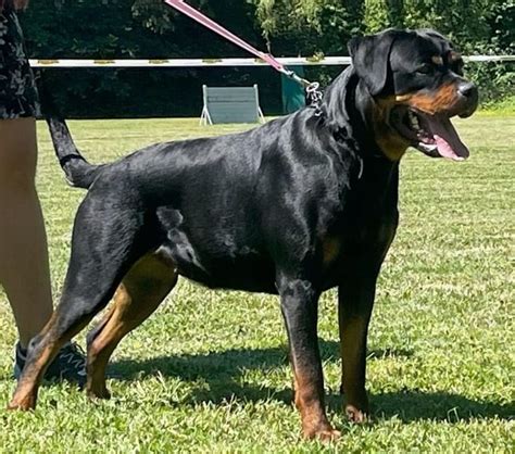 Rottweiler Von Der Bleichstrasse