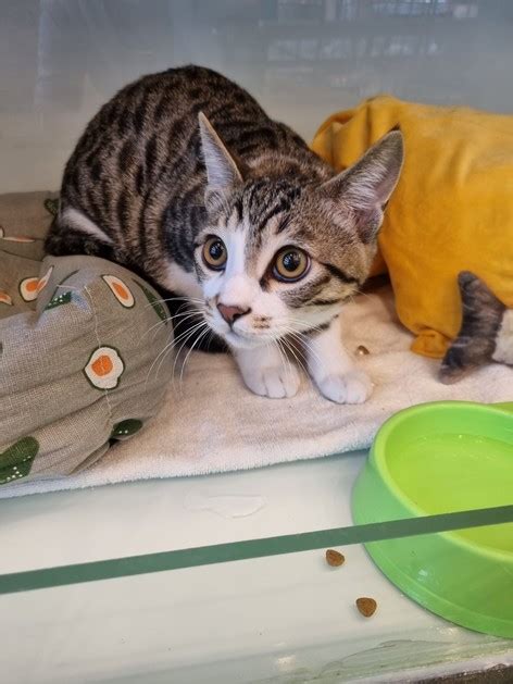 코리안숏헤어 초록이 사모예드특징 스피츠특징 시바견특징 시베리안허스키특징 시츄특징 요크셔테리어특징 웰시코기특징 이탈리아그레이하운드특징 치와와특징 코카스파니엘특징 폼스키특징