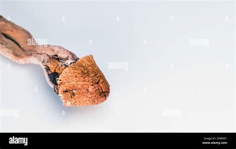 Magic Mushrooms On White Background Psilocybin Compound Laboratory