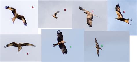 Milvus Milvus Vs Milvus Migrans There Were 3 Or 4 Milvus Kites And Now Im Not Sure If The